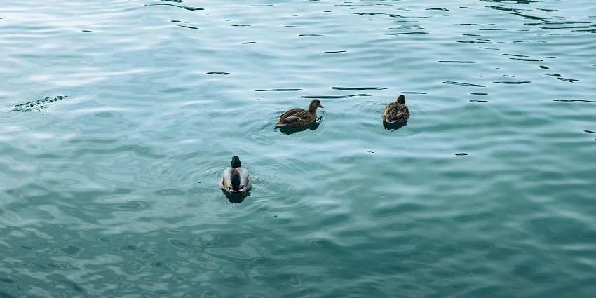 8 Lakes In Indore For A Peaceful Getaway - TripXL