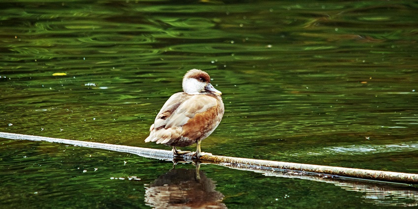 8 Lakes In Indore For A Peaceful Getaway - TripXL