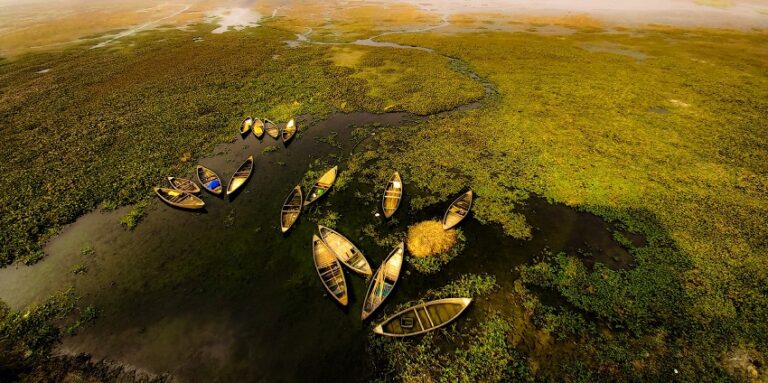 Kanwar Lake in Bihar: A Haven For Birds And Nature Lovers - TripXL