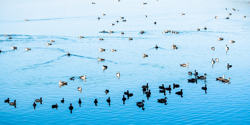 8 Lakes In Indore For A Peaceful Getaway - TripXL